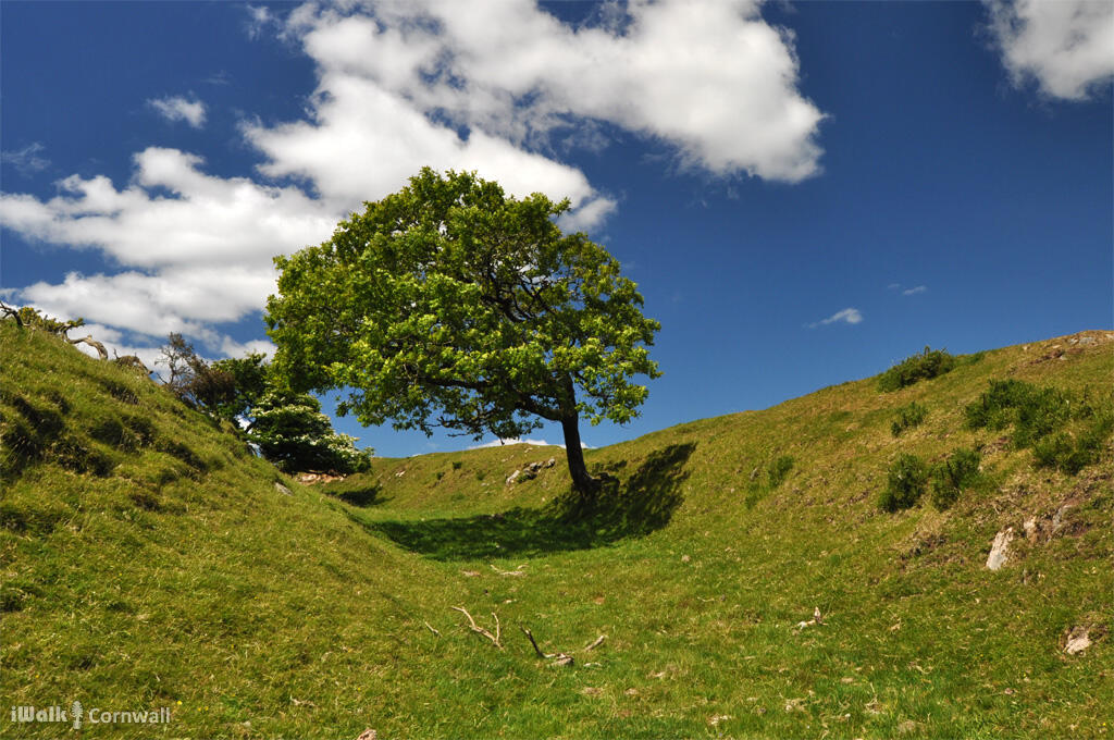 Cardinham and Bury Castle circular walk