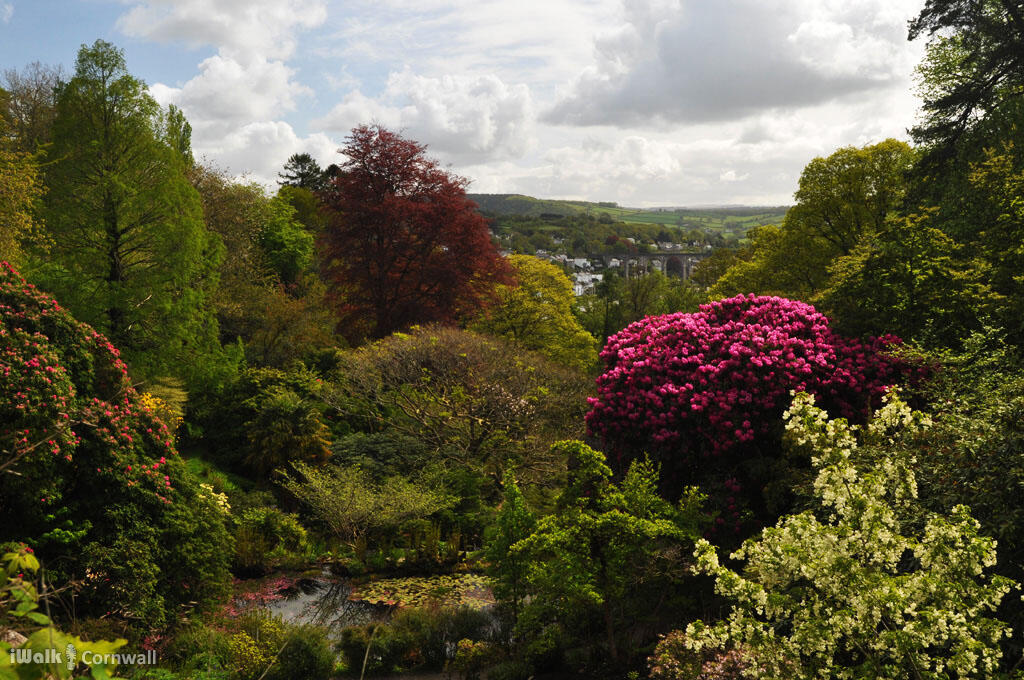 Circular walks around Cotehele