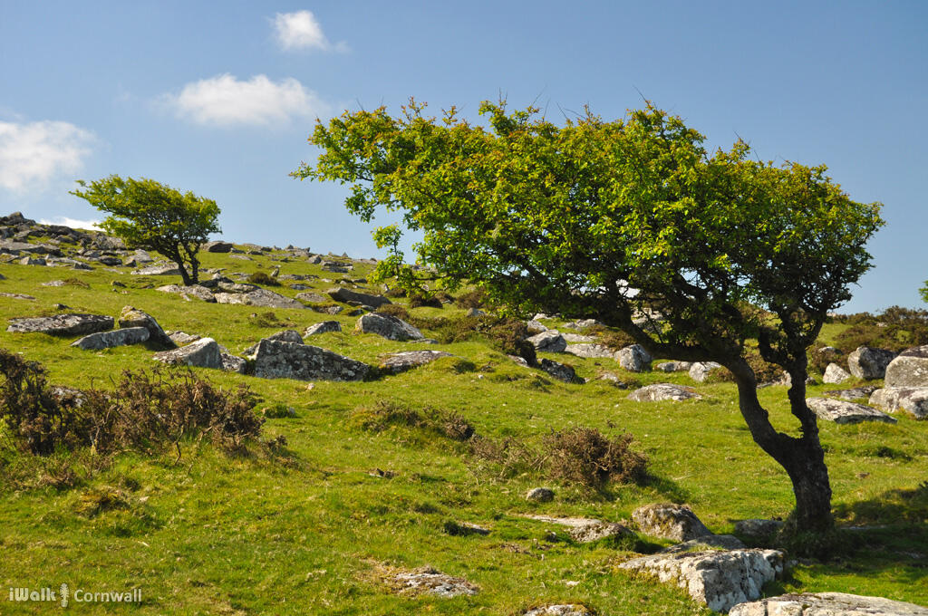 East Moor and Lynher Valleys Circular Walk
