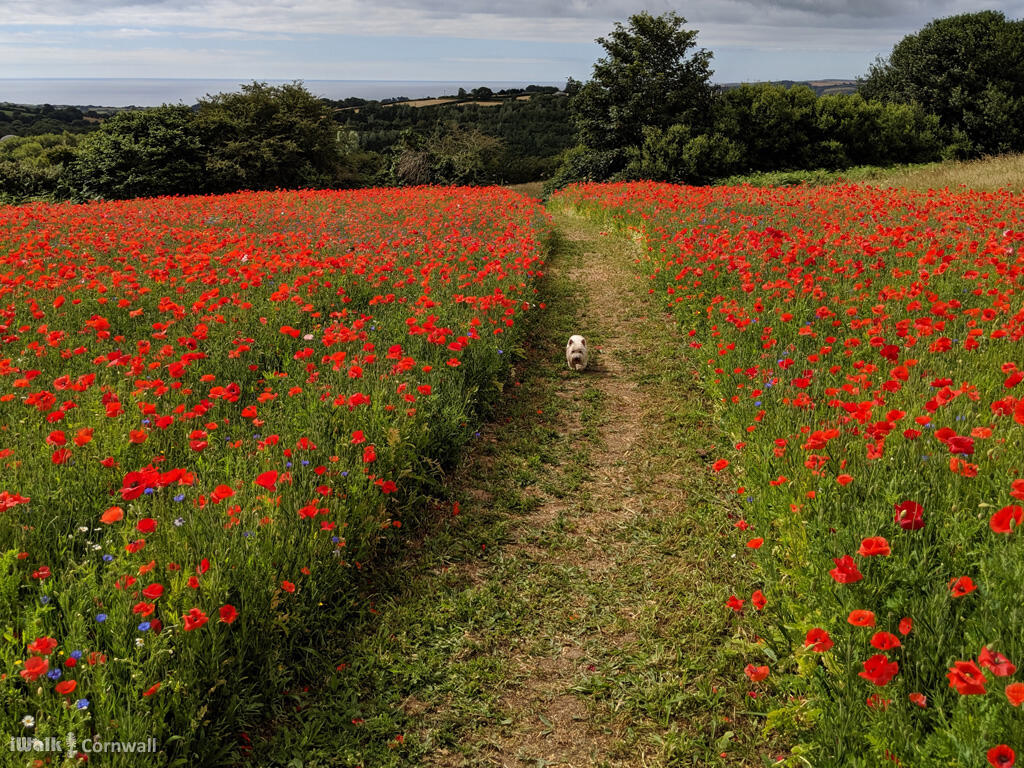 Eden Project circular walk