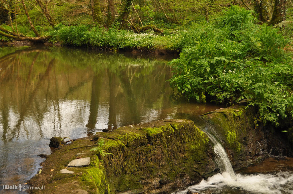 Circular walks beside the River Allen