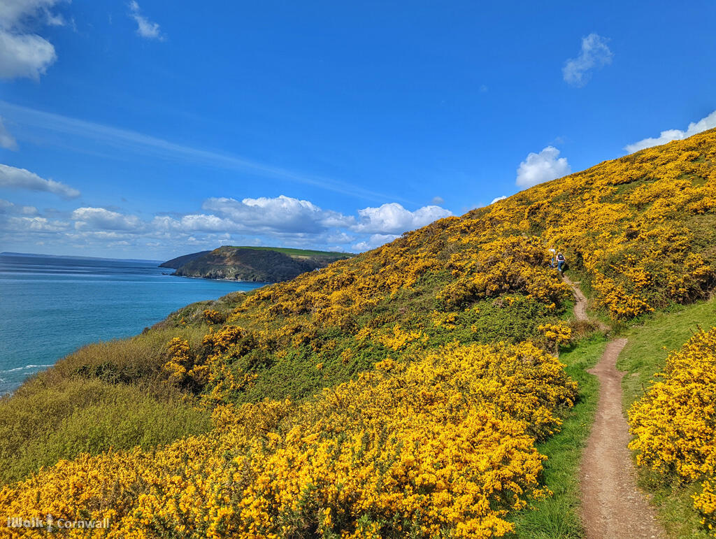 Walks in Cornwall with gorse