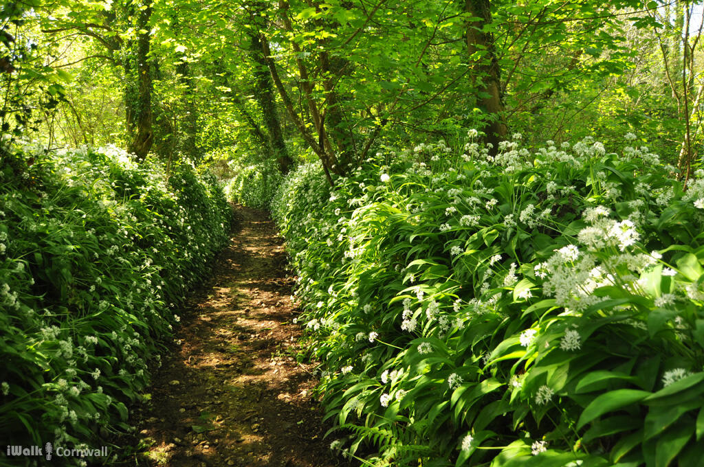 Is Wild Garlic Poisonous To Dogs