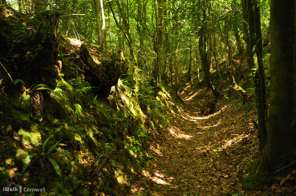 Pelynt and the West Looe Valley circular walk