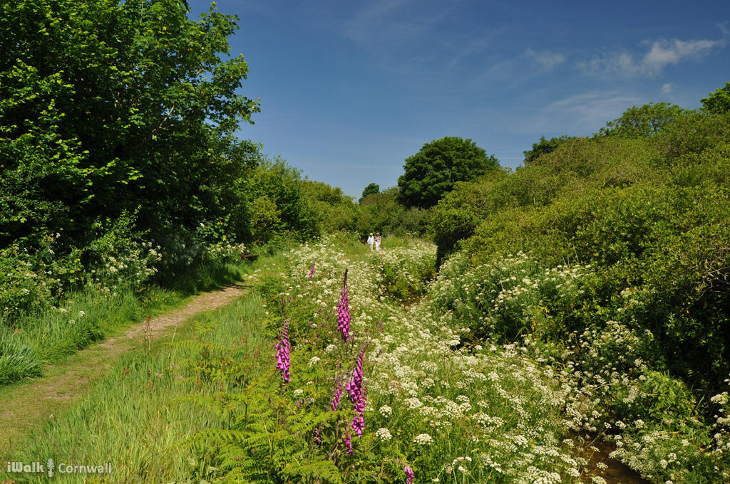 Hayle Valley circular walk from St Erth