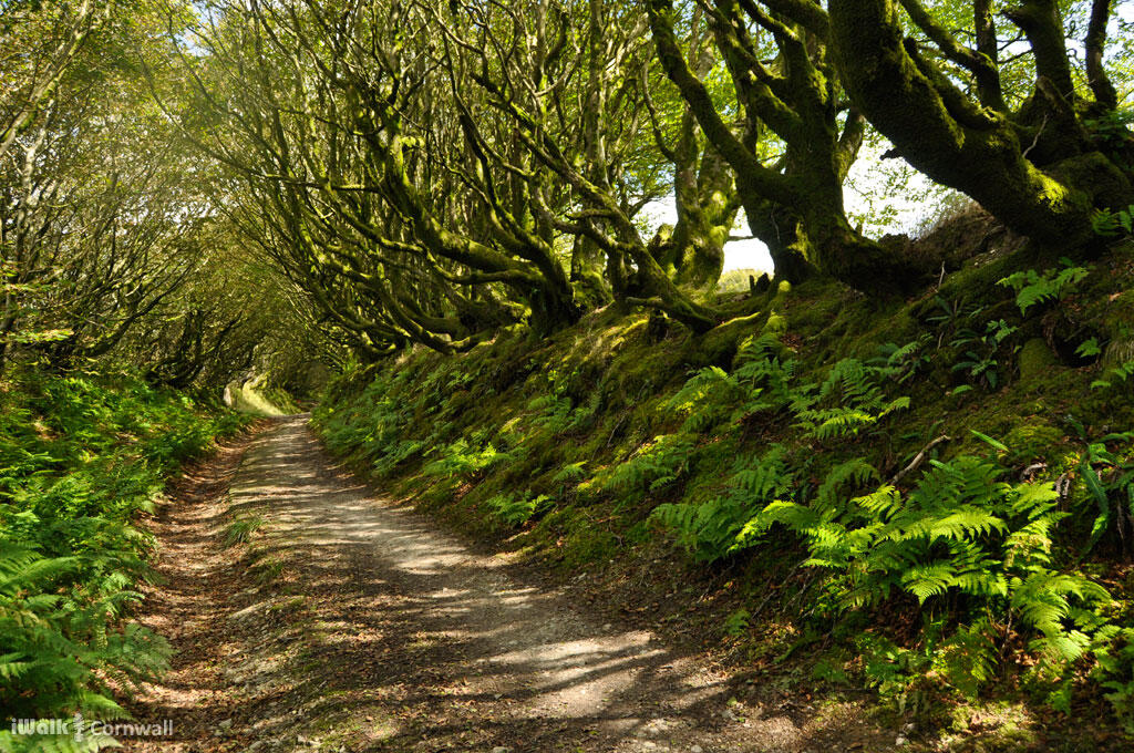 Circular walk at Davidstow and Inny Vale on Bodmin Moor