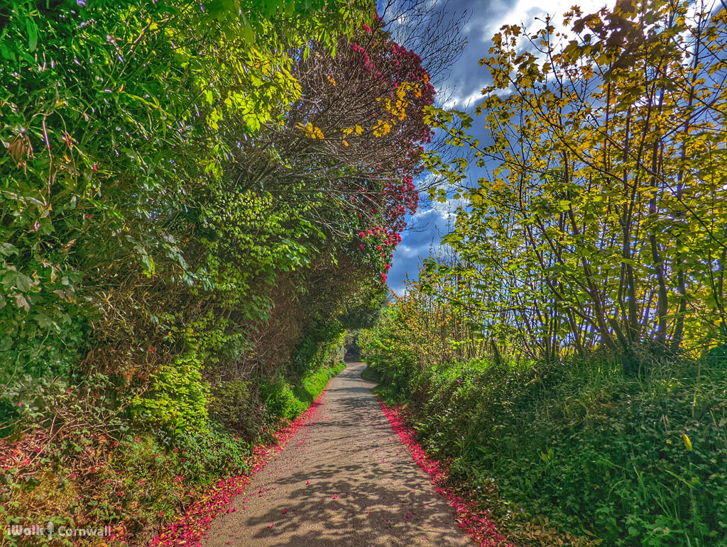 Treslea Downs and Warleggan circular walk