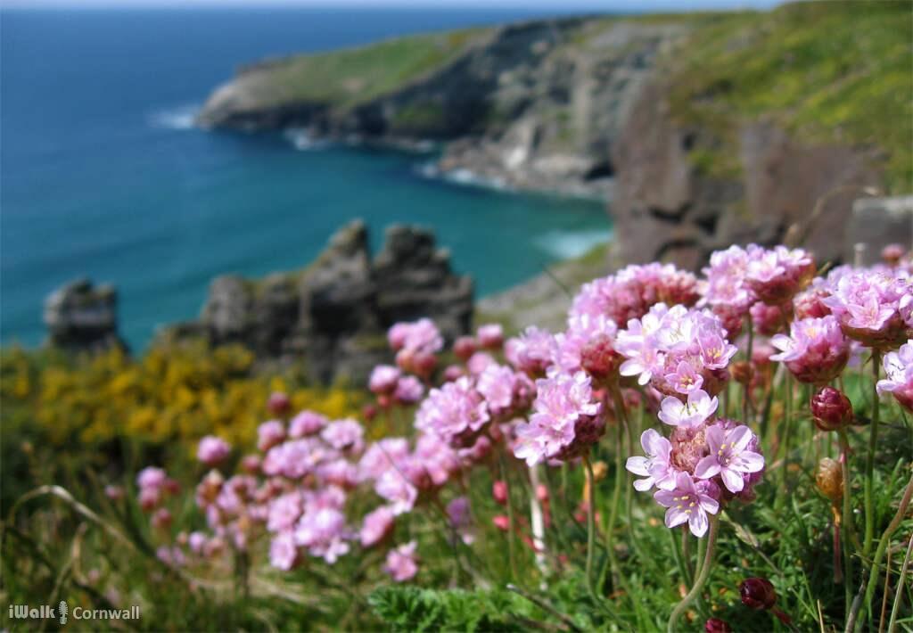 Circular walk from Trewarmett to Trebarwith Strand