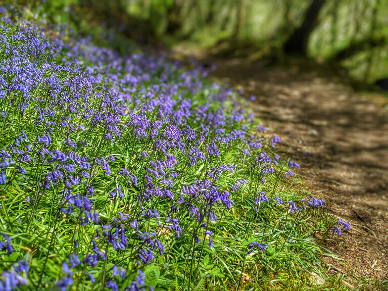 Cardinham Woods and church circular walk