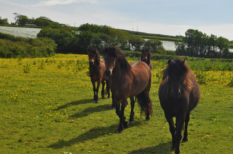 St Wenn to Withiel circular walk