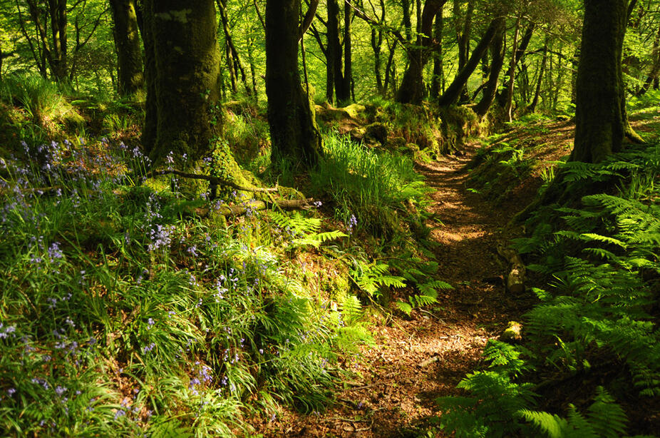 Circular walk from Blisland through Lavethan Wood