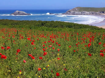 iWalk Cornwall - quality circular walks in Cornwall
